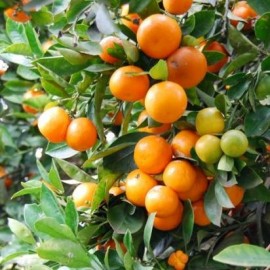 Graines Morelle mammée (Solanum mammosum)