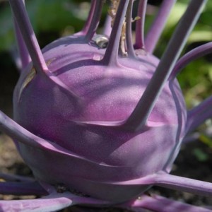 Chou rave Violet de Vienne - enGraineToi.com