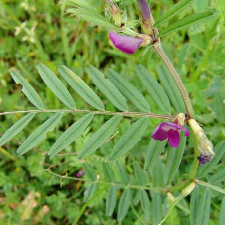 Graines Vesce commune de printemps (engrais vert)