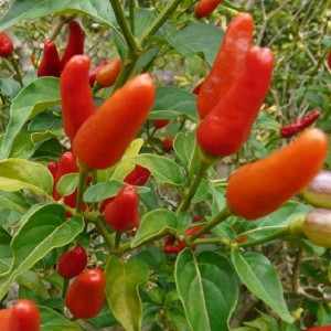 Piment Tabasco (Piment fort)