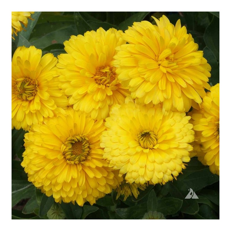 Calendula officinalis Bon Bon Yellow (Souci jaune) - enGraineToi.com