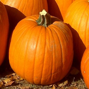 Graines Courge 'Jack O Lantern' (Potiron)