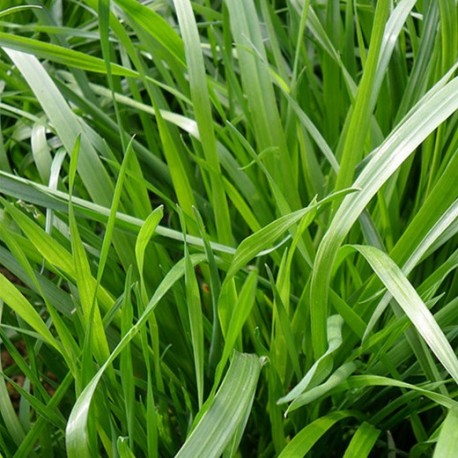 Graines de Ray-grass anglais (Lolium perenne)