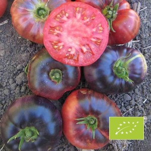 Tomate Indigo Blue Beauty BIO - Graines