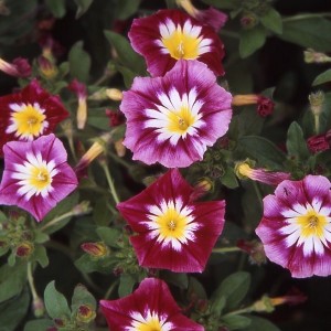Belle de jour à fleur rouge - enGraineToi.com