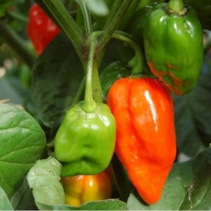 Graines Piment Habanero orange (Piment fort)