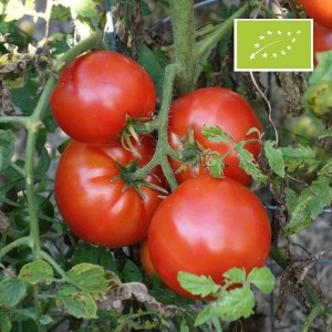 Graines Tomate Joie de la Table (tomate ancienne)