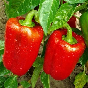 Graines Poivron rouge Coperi