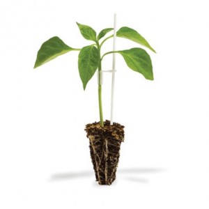 Porte-greffe Capsifort F1