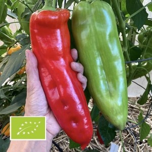 Graines Poivron géant Aconcagua