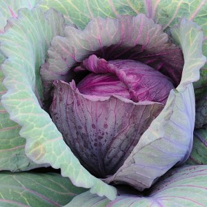 Chou cabus Red Acre (chou rouge)