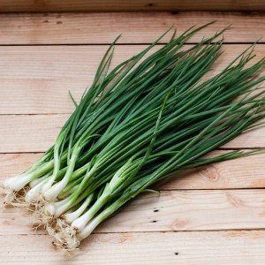 Ciboule commune blanche (Allium fistulosum)