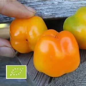 Graines poivron Mini Bell Yellow