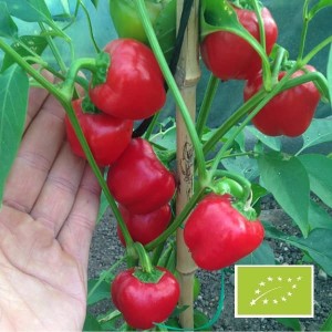 Graines poivron Mini Bell Red