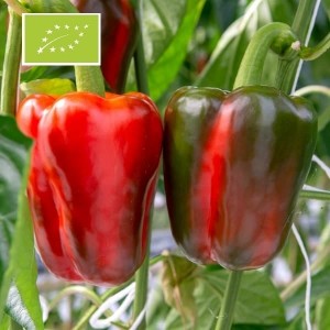 Graines Poivron Early Niagara BIO