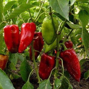 Graines Poivron rouge Fatima