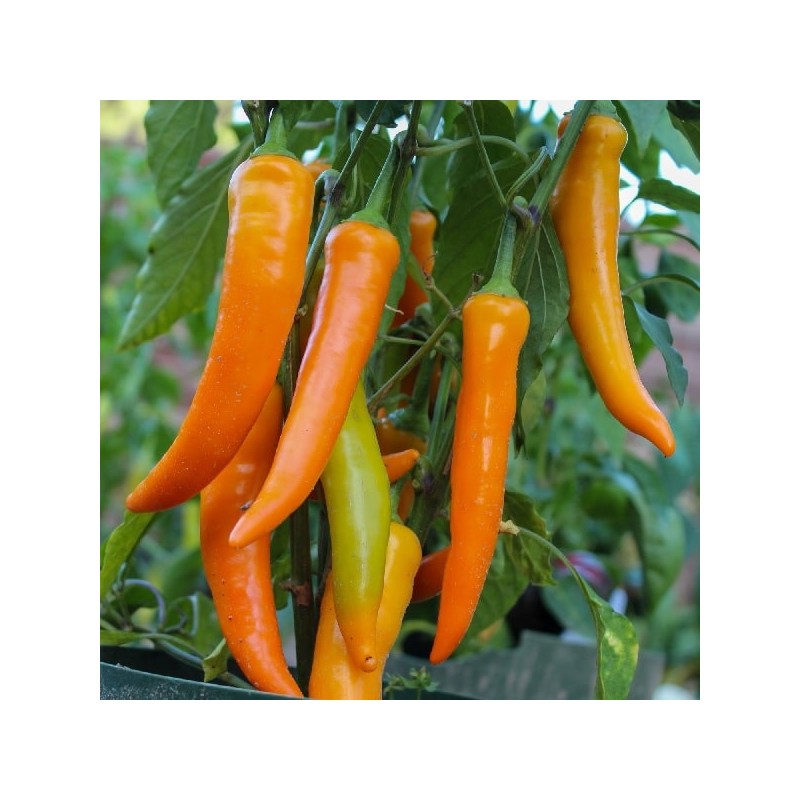 Graines Piment Harvey (piment fort)