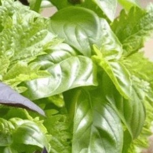 Graines Basilic Menthe