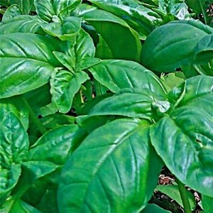 Graines Basilic italien à grande feuilles
