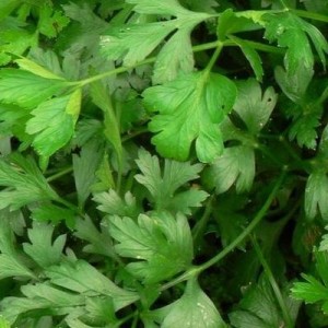 Graines Persil commun (Persil plat)
