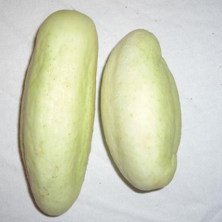 Concombre blanc 'White Wonder' - enGraineToi.com