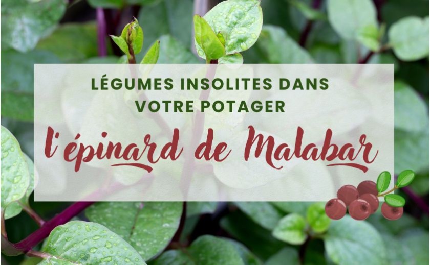 Légume insolite au potager : l'épinard de Malabar rouge (Baselle rubra)